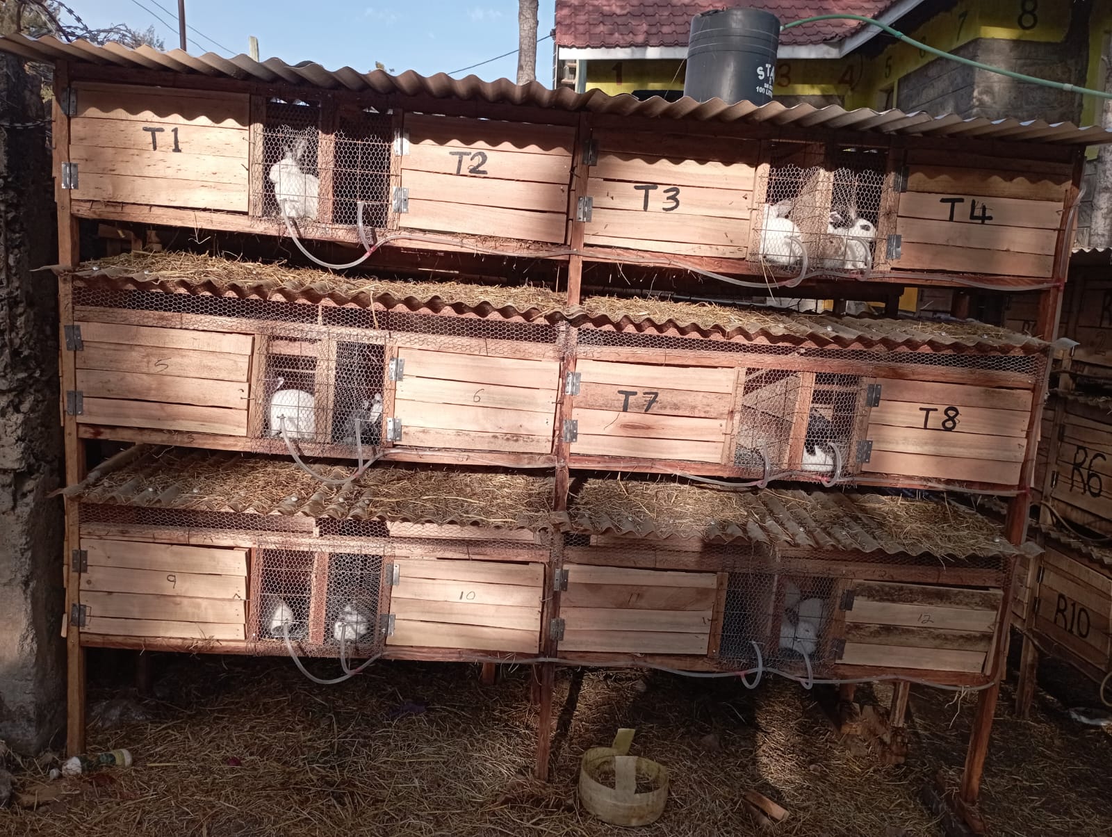 The Danger of Indoor Rabbit Hutches: Snuffles & Pasteurella Multocida ...