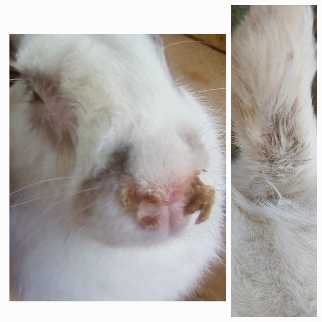 The Danger of Indoor Rabbit Hutches: Snuffles & Pasteurella Multocida ...