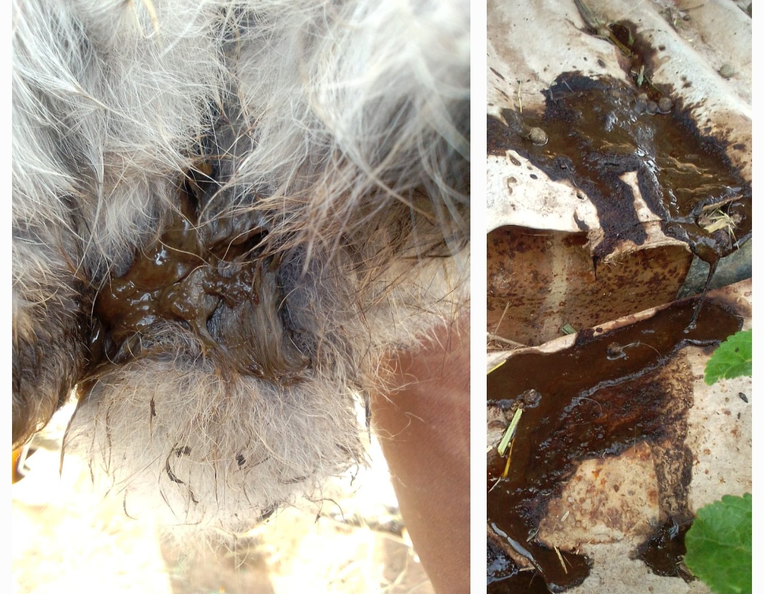 Rabbit Feeding Mistakes That Lead to Death or Stunted Growth: How to ...